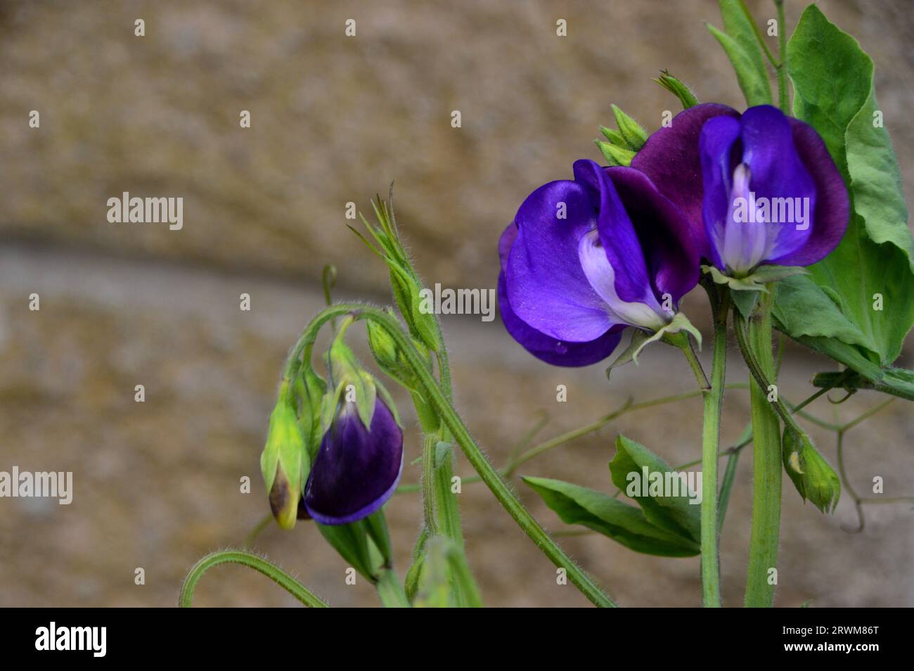Climbing Sweet Pea 'Lathyrus Odoratus' (Purple Pimpernel) Flower grown ...