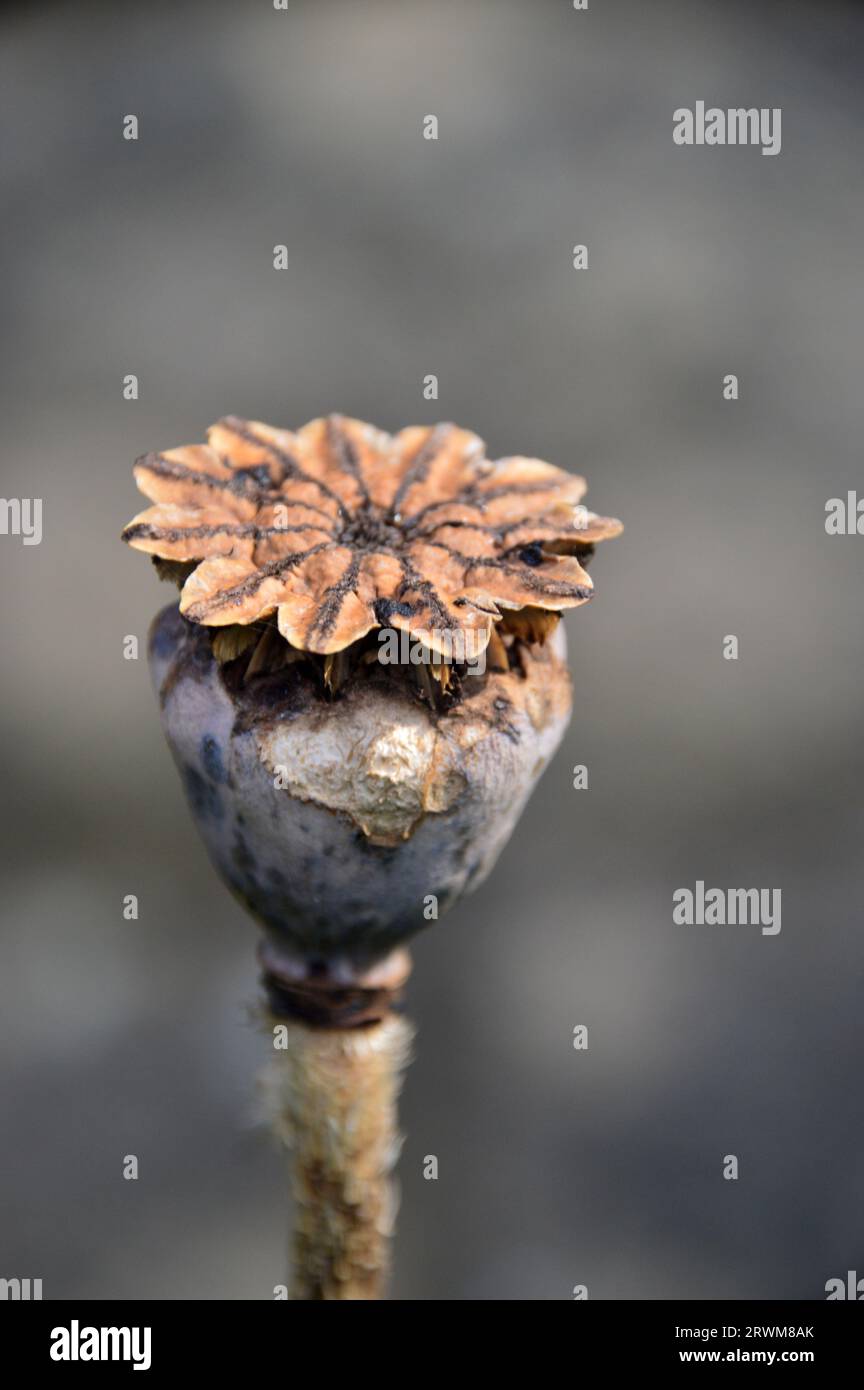 Single Large Brown Oriental Poppy (Papaver Orientale) Seed Head Grown ...