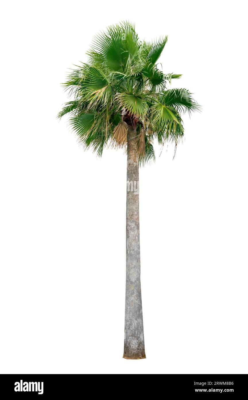 Big palm trees used in garden decoration on white background. Isolated ...
