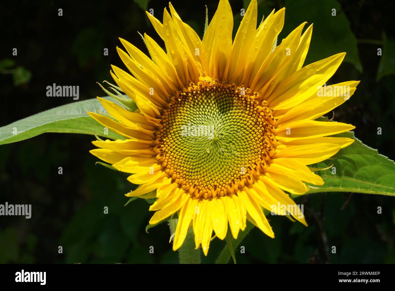 Sunflower in water hi-res stock photography and images - Alamy