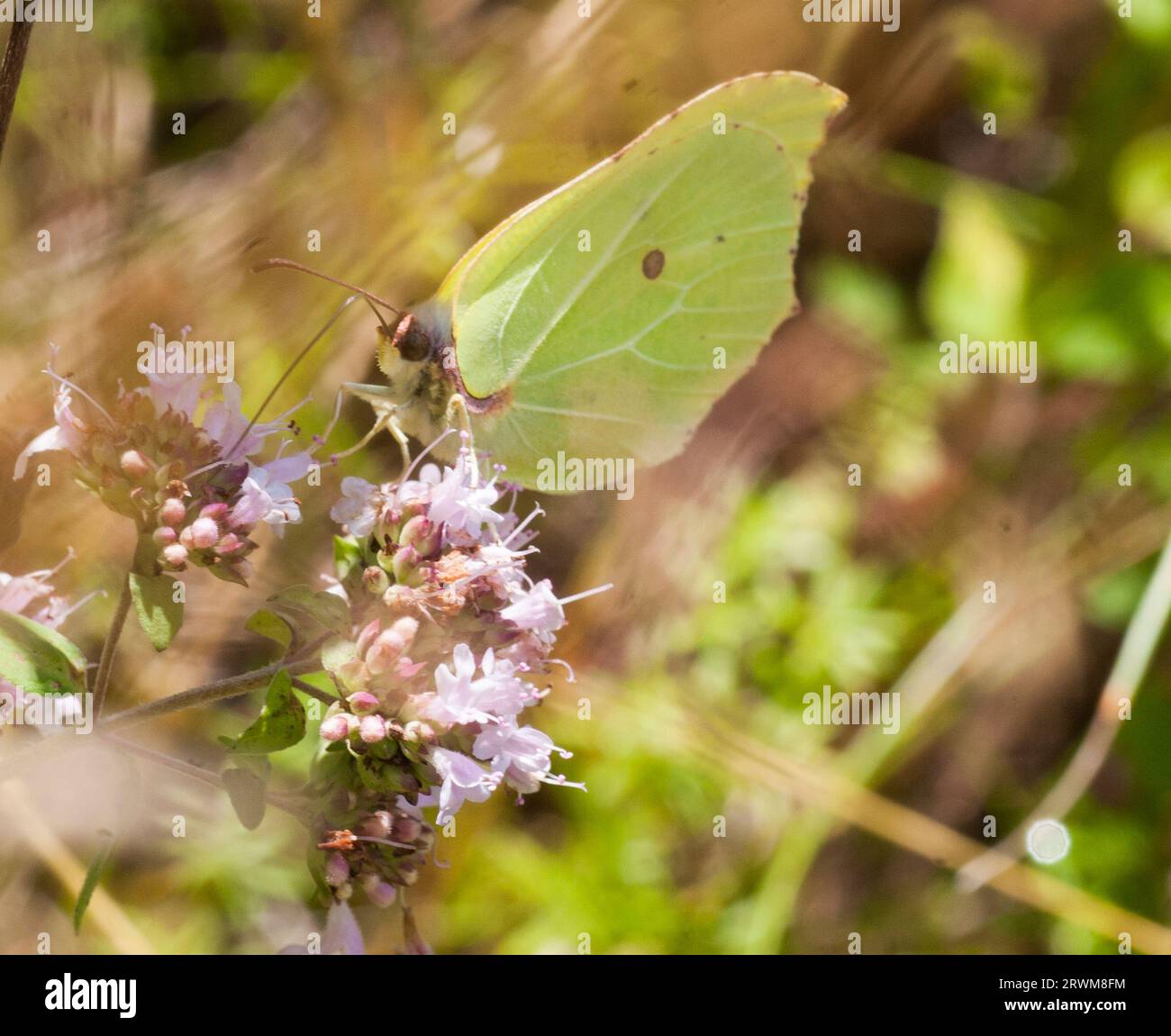 GENOPTERYX RHAMNI the common Brimstone butterfly Stock Photo - Alamy