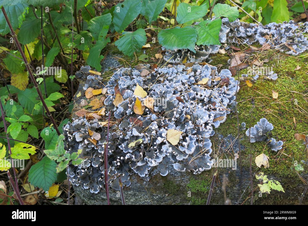 PELTIGERA is a lichen of the Peltigeraceae family Stock Photo - Alamy