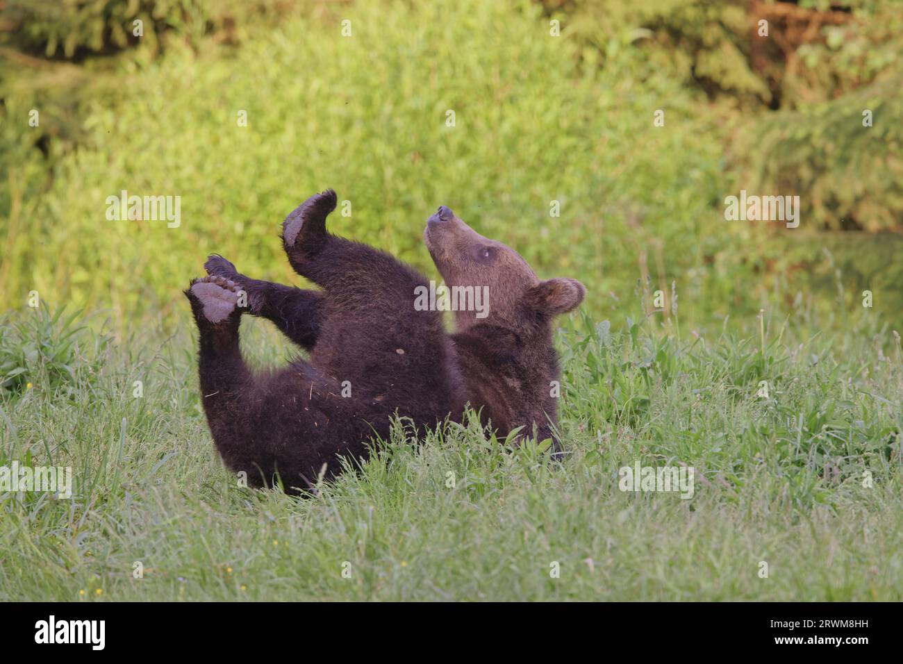 European Brown Bear - rolling on back Ursus arctos arctos Carpathian ...