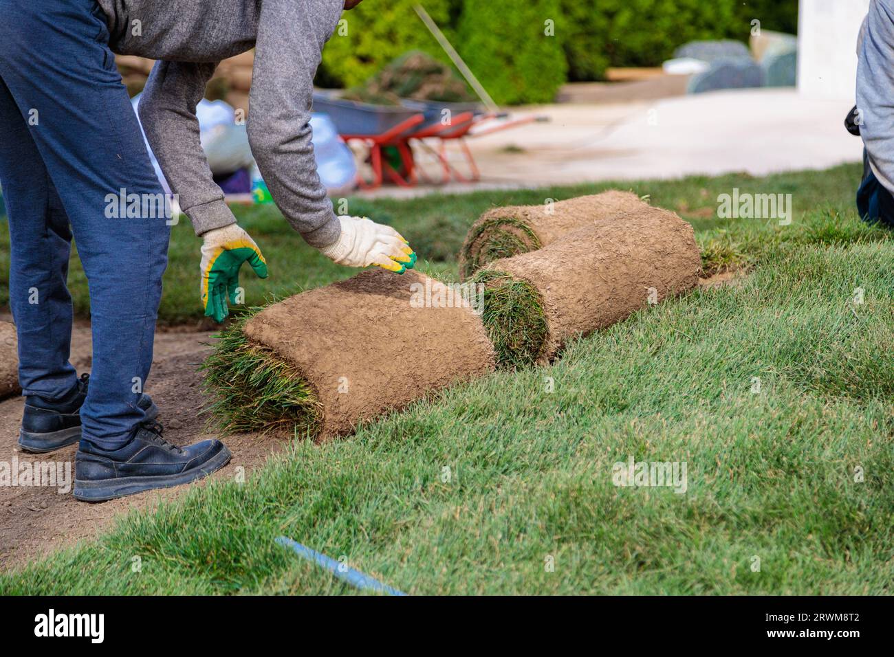 Man laying rolls of grass lawn. Landscaping concept Stock Photo - Alamy