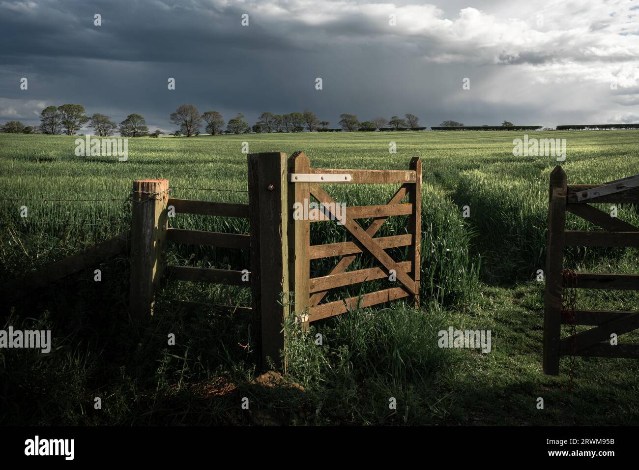 Open wooden gate leading into a field of green wheat and a path that ...