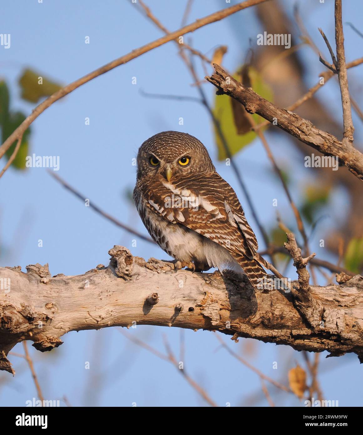 Photogenic insects hi-res stock photography and images - Alamy