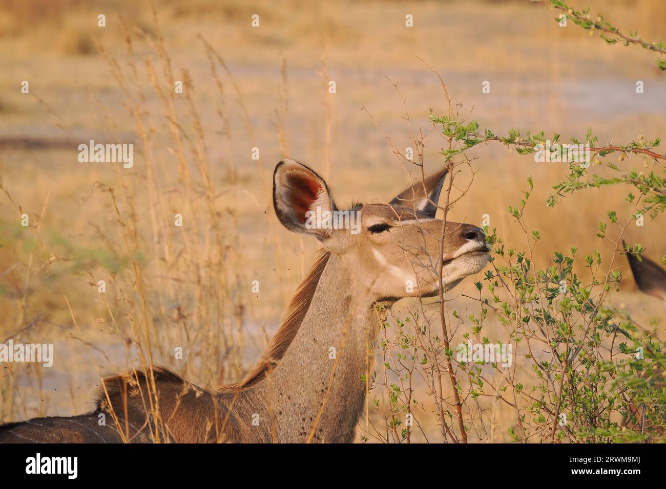 Greater kudu are a very large antelope, some of the mature males having ...