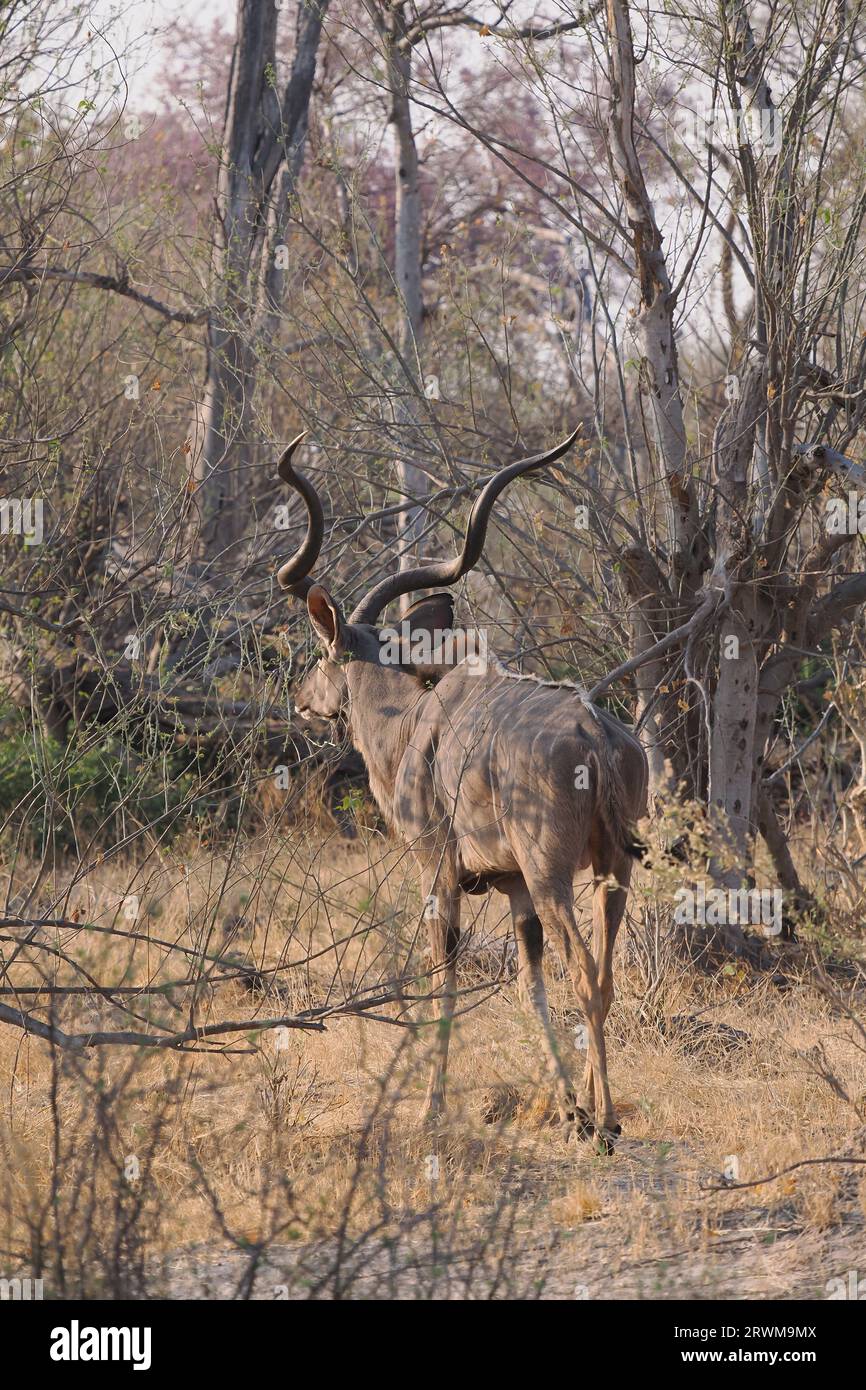 Greater kudu are a very large antelope, some of the mature males having ...