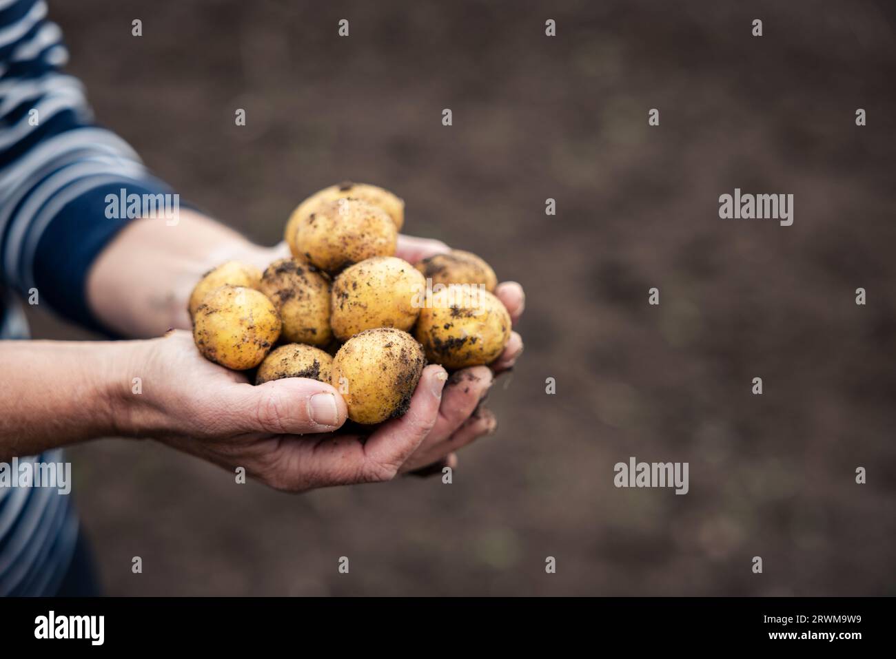 wo hands gently cradle a collection of freshly harvested and earthy ...