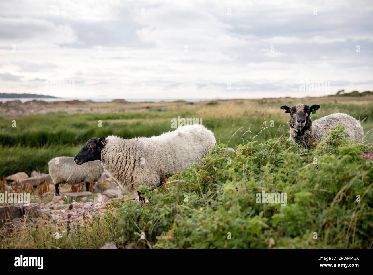 Sheep in beautiful countryside hi-res stock photography and images - Alamy