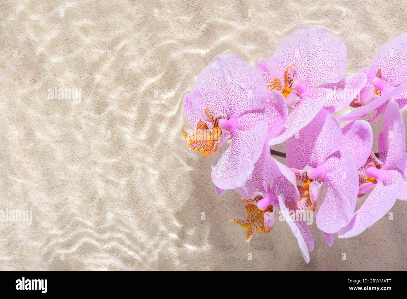 orchid with hard shadow over sand background, sun lights on water ...