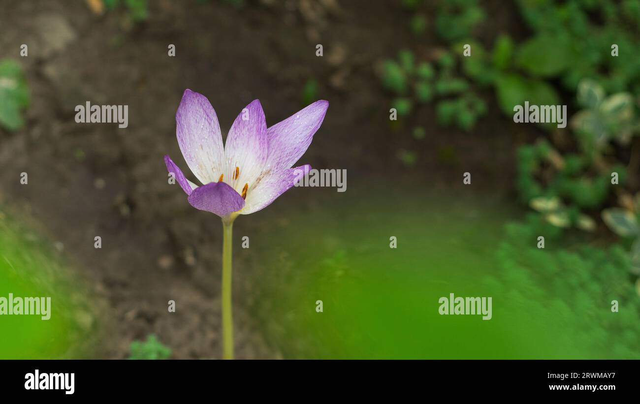 Lily in nature hi-res stock photography and images - Alamy