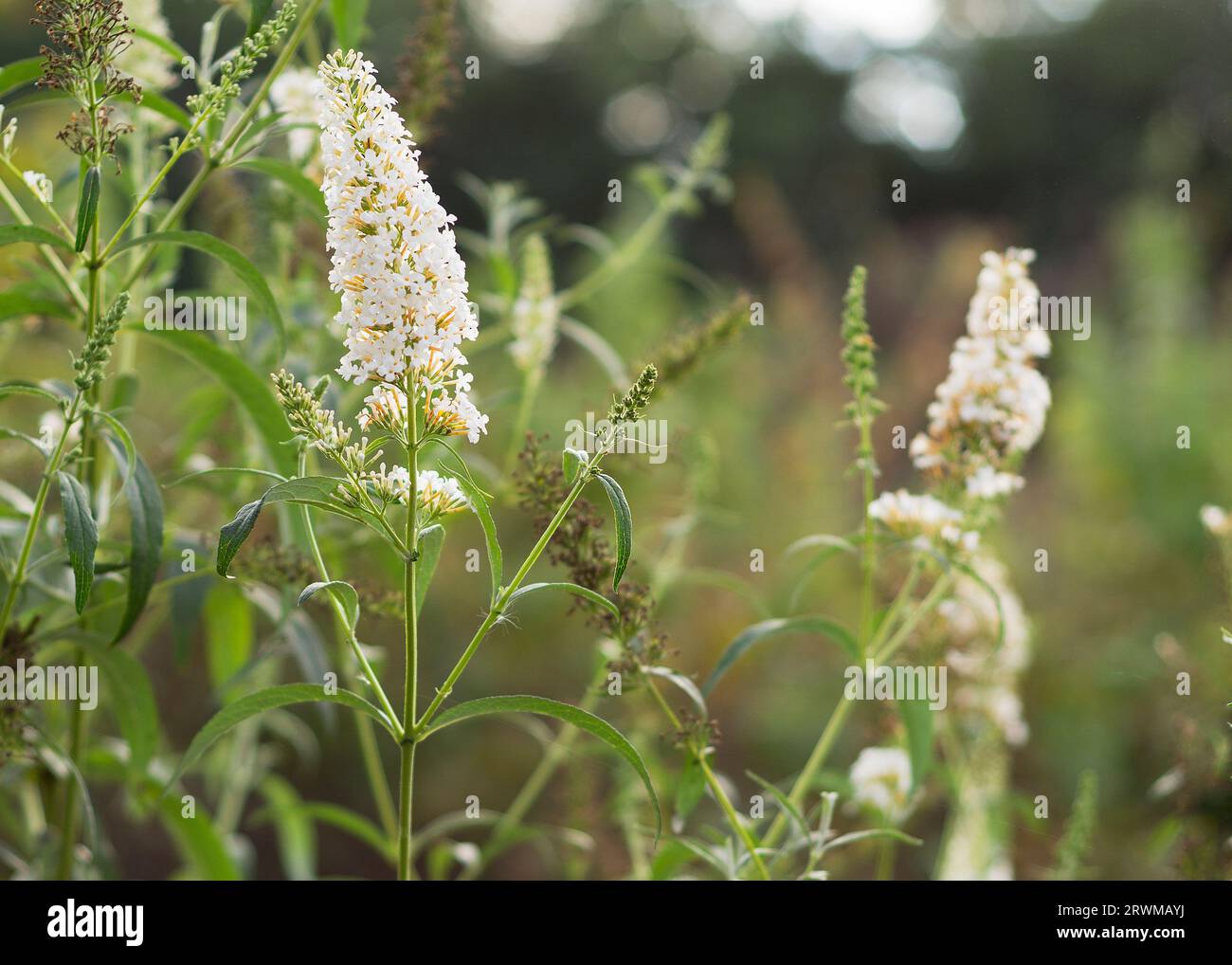 Butterfly Bush (Buddleja davidii) White Profusion Stock Photo - Alamy