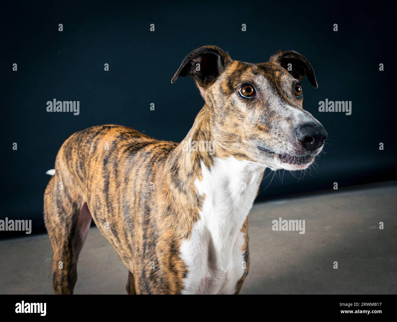 Brown greyhound hi-res stock photography and images - Alamy