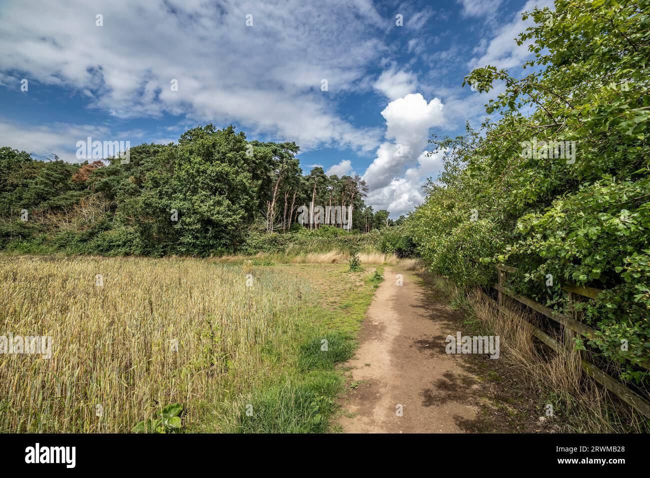 Harlestone Firs, Northampton, Northamptonshire, England, UK Stock Photo ...