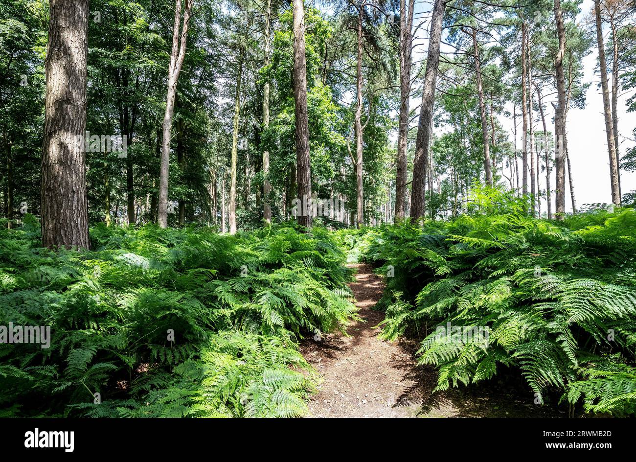 Harlestone Firs, Northampton, Northamptonshire, England, UK Stock Photo ...