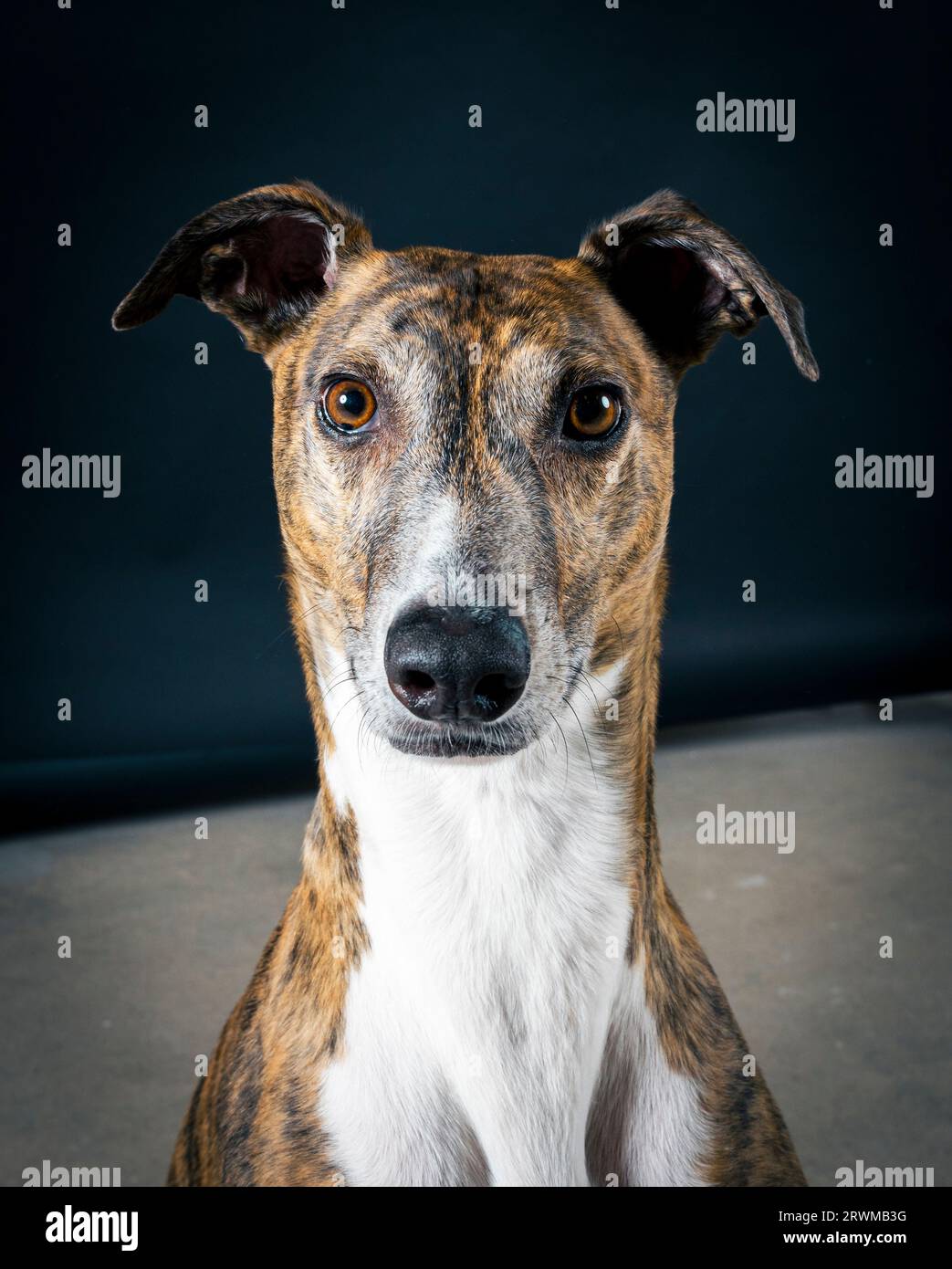 Pet portrait photography hi-res stock photography and images - Alamy