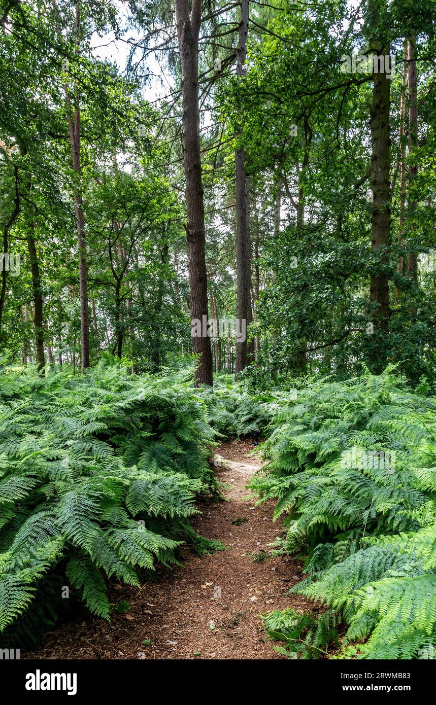 Harlestone Firs, Northampton, Northamptonshire, England, UK Stock Photo ...