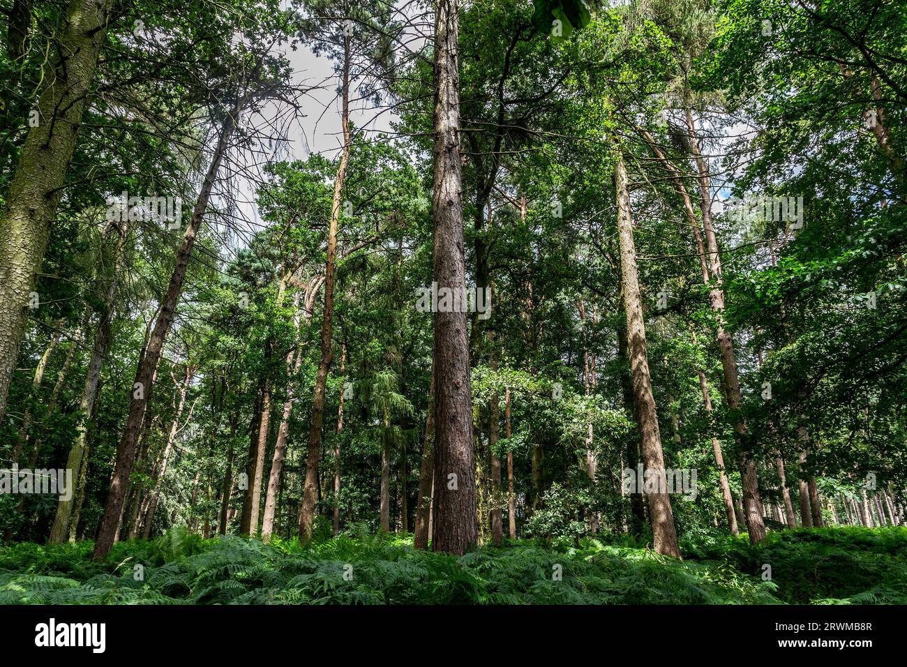 Harlestone Firs, Northampton, Northamptonshire, England, UK Stock Photo ...