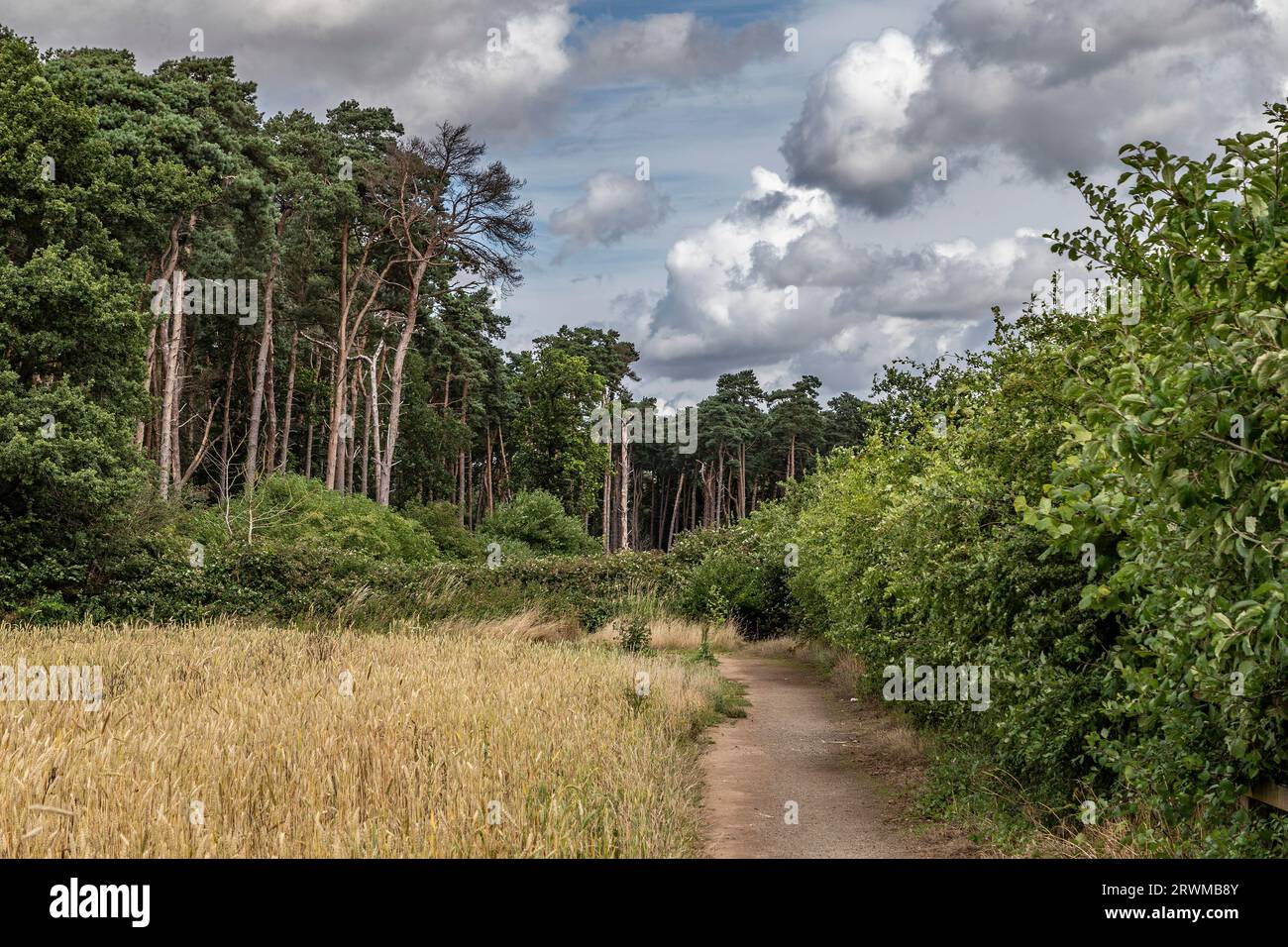 Harlestone Firs, Northampton, Northamptonshire, England, UK Stock Photo ...