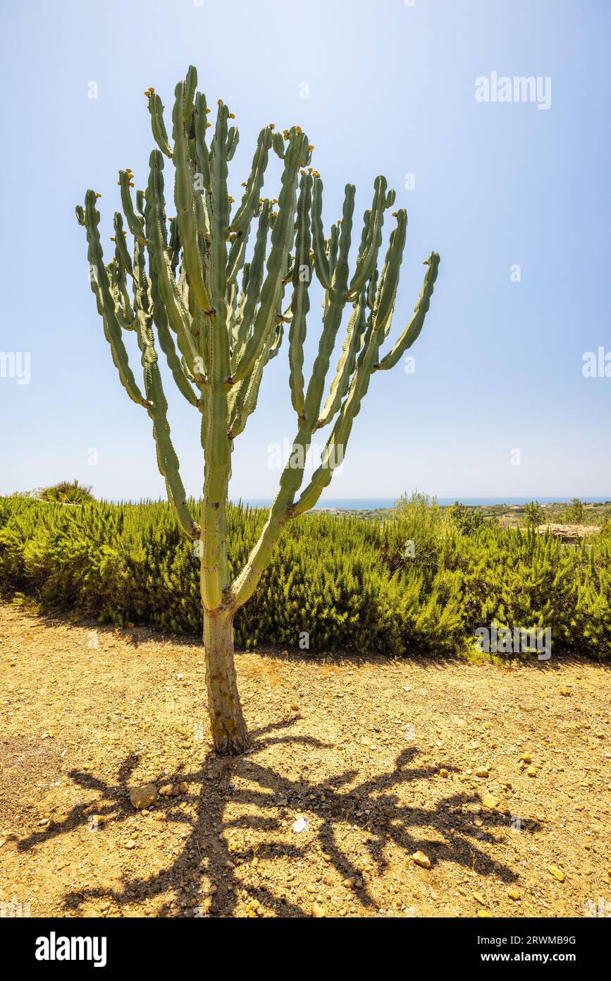 Sicily prickly pear cactus hi-res stock photography and images - Alamy