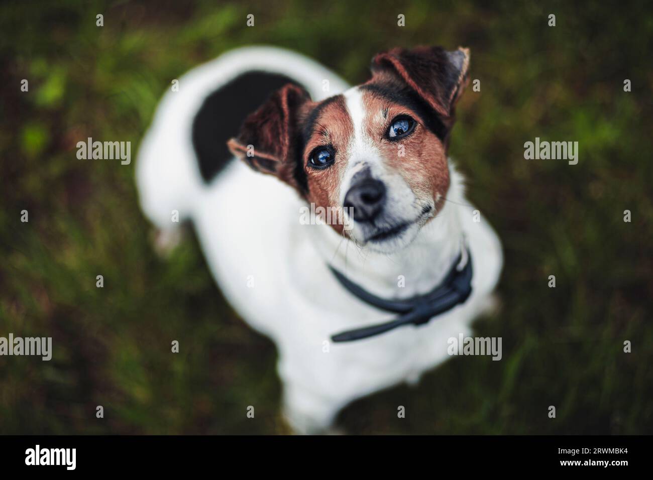 A small jack Russel dog with bright blue eyes looking up in an ...