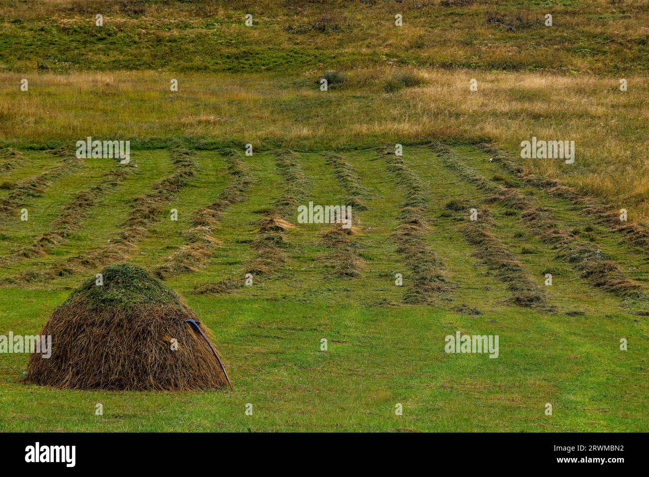 A round bale of hay sits in the middle of a wide open grassy field with ...