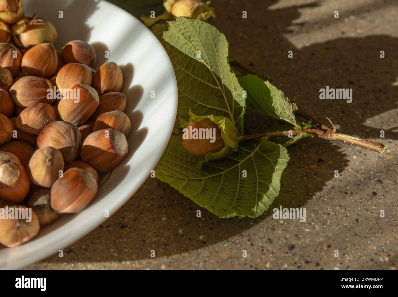 White ceramic bowl with hazel nuts and leaves with a hazelnuts still in ...