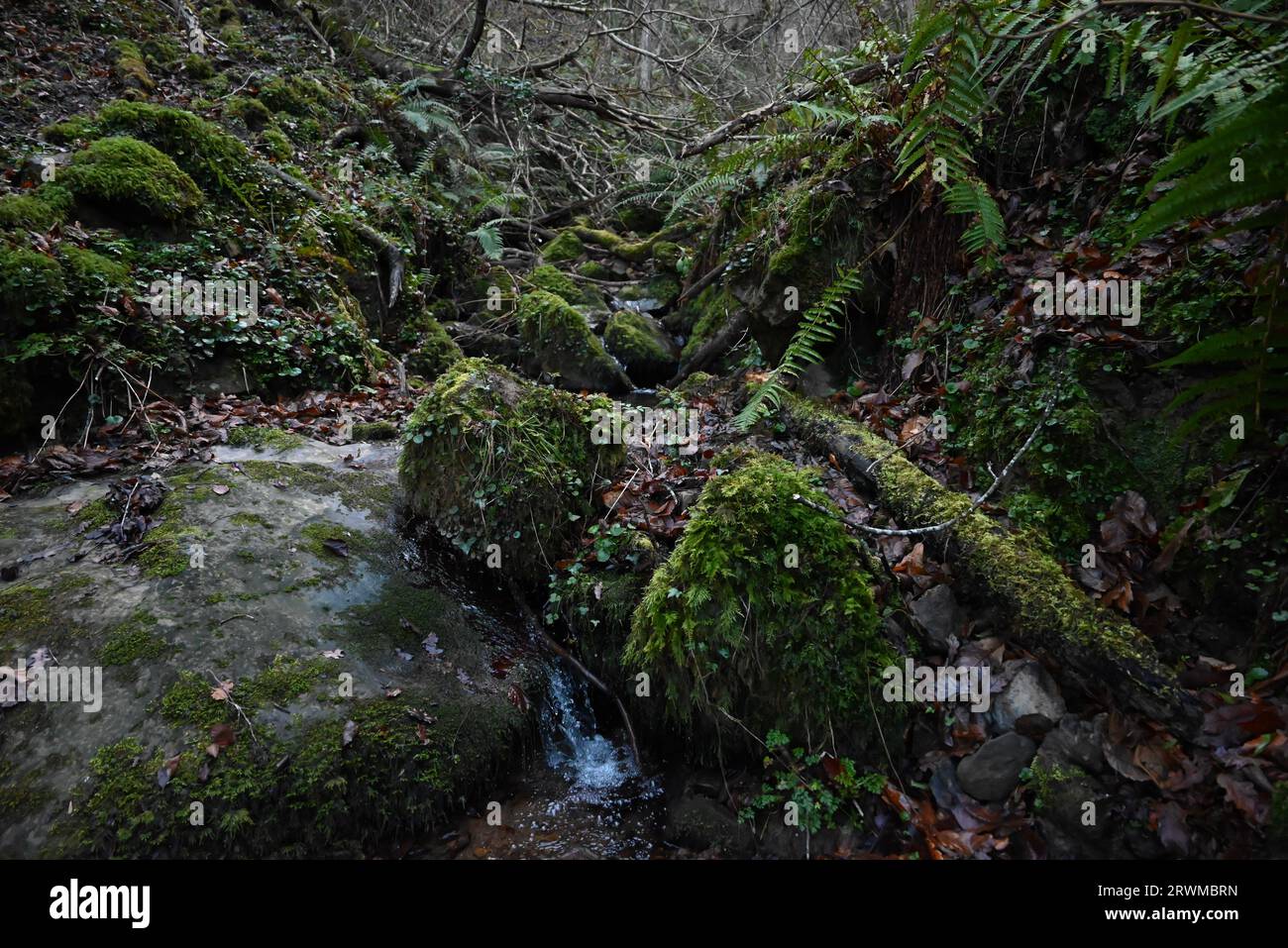 A pristine waterfall cascading through a thriving forest boasting lush ...