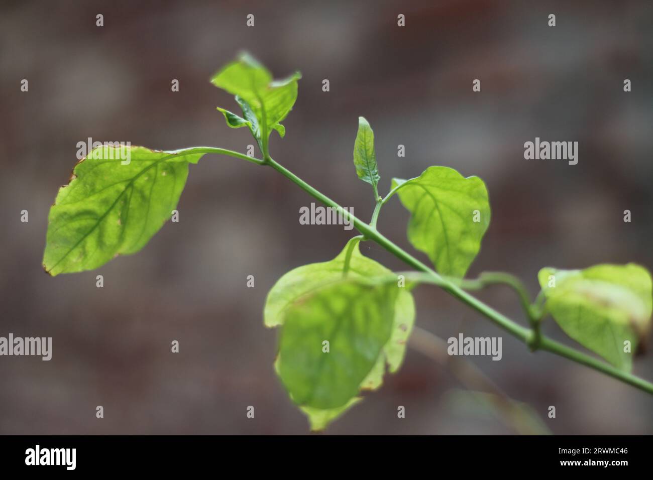 Organic green bell pepper hi-res stock photography and images - Alamy