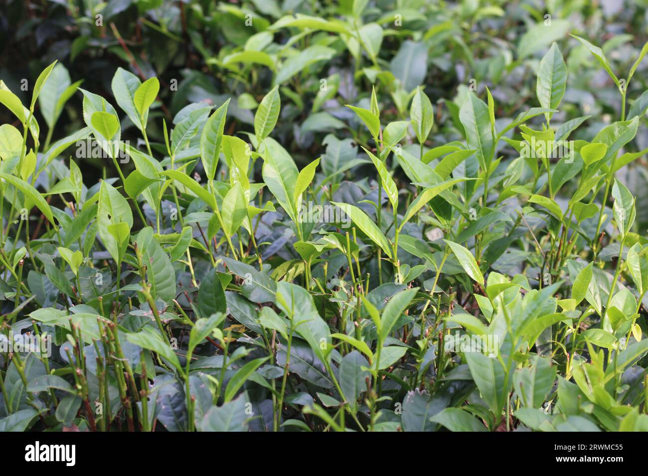Sylhet tea garden hi-res stock photography and images - Alamy