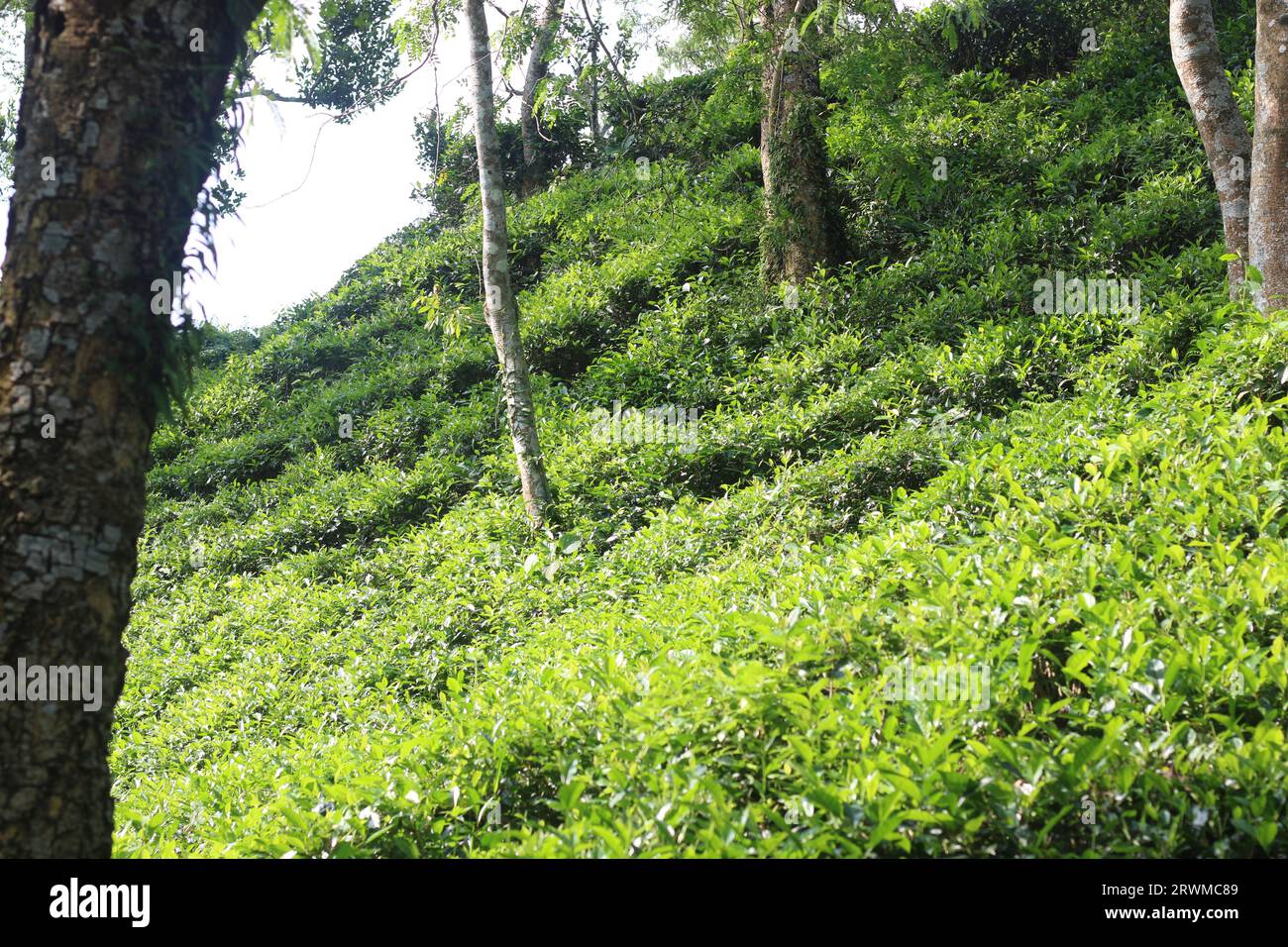 Images of tea garden in bangladesh Stock Photo - Alamy