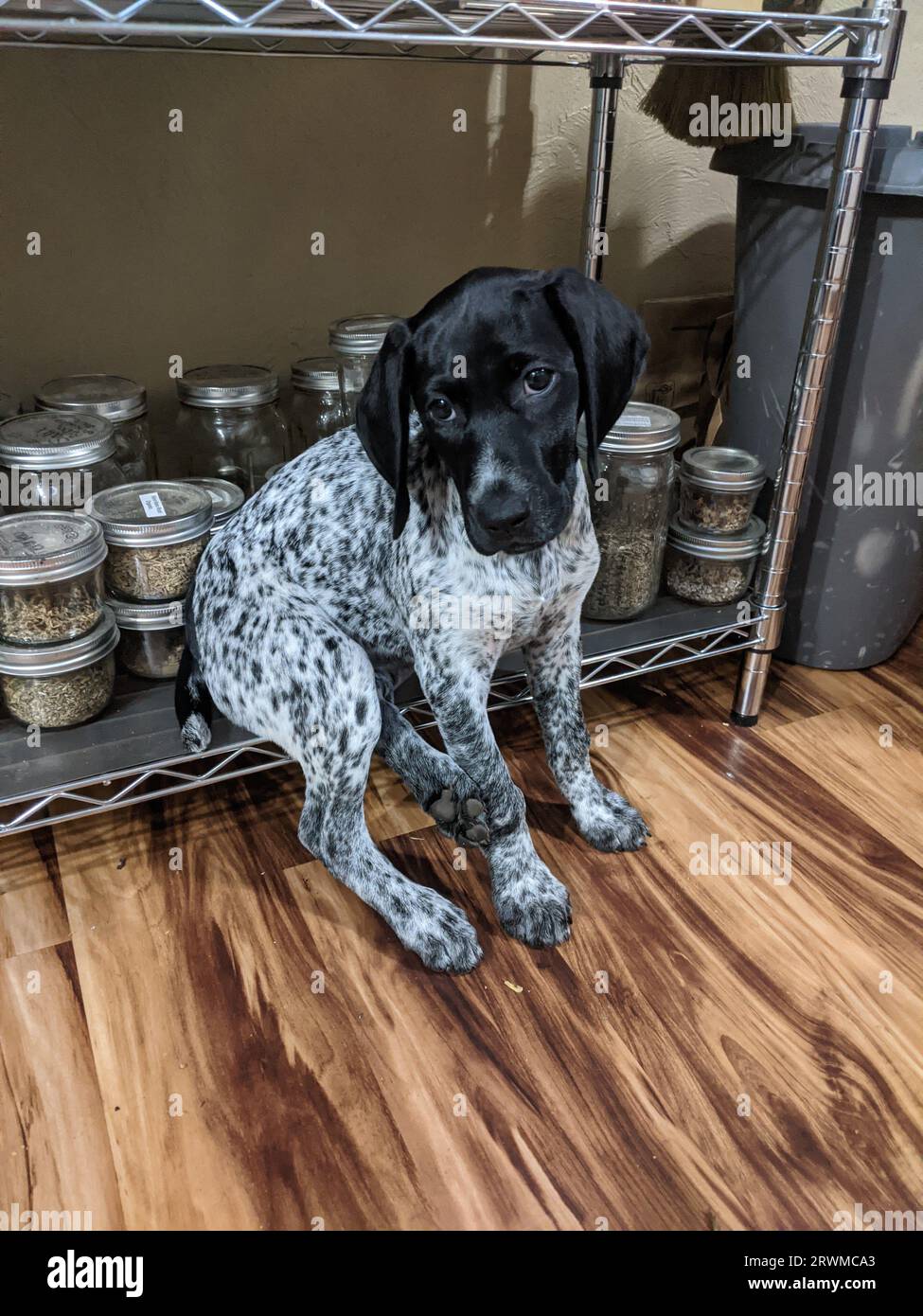 A Pouty German Shorthaired Pointer stands next to food tins on the ...