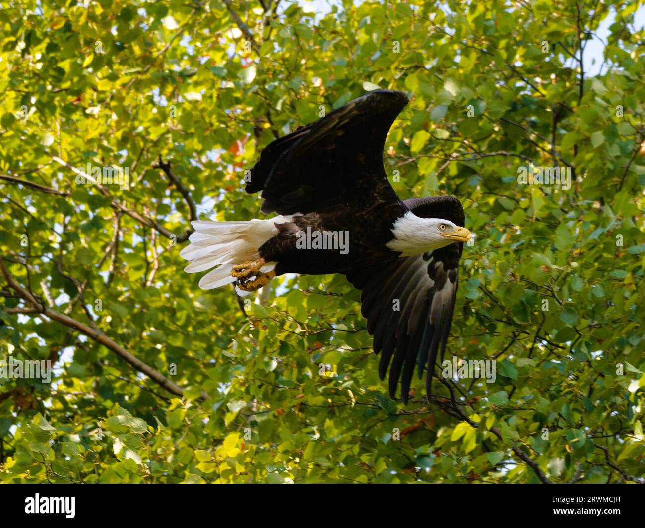 Eagle flying above sun hi-res stock photography and images - Alamy