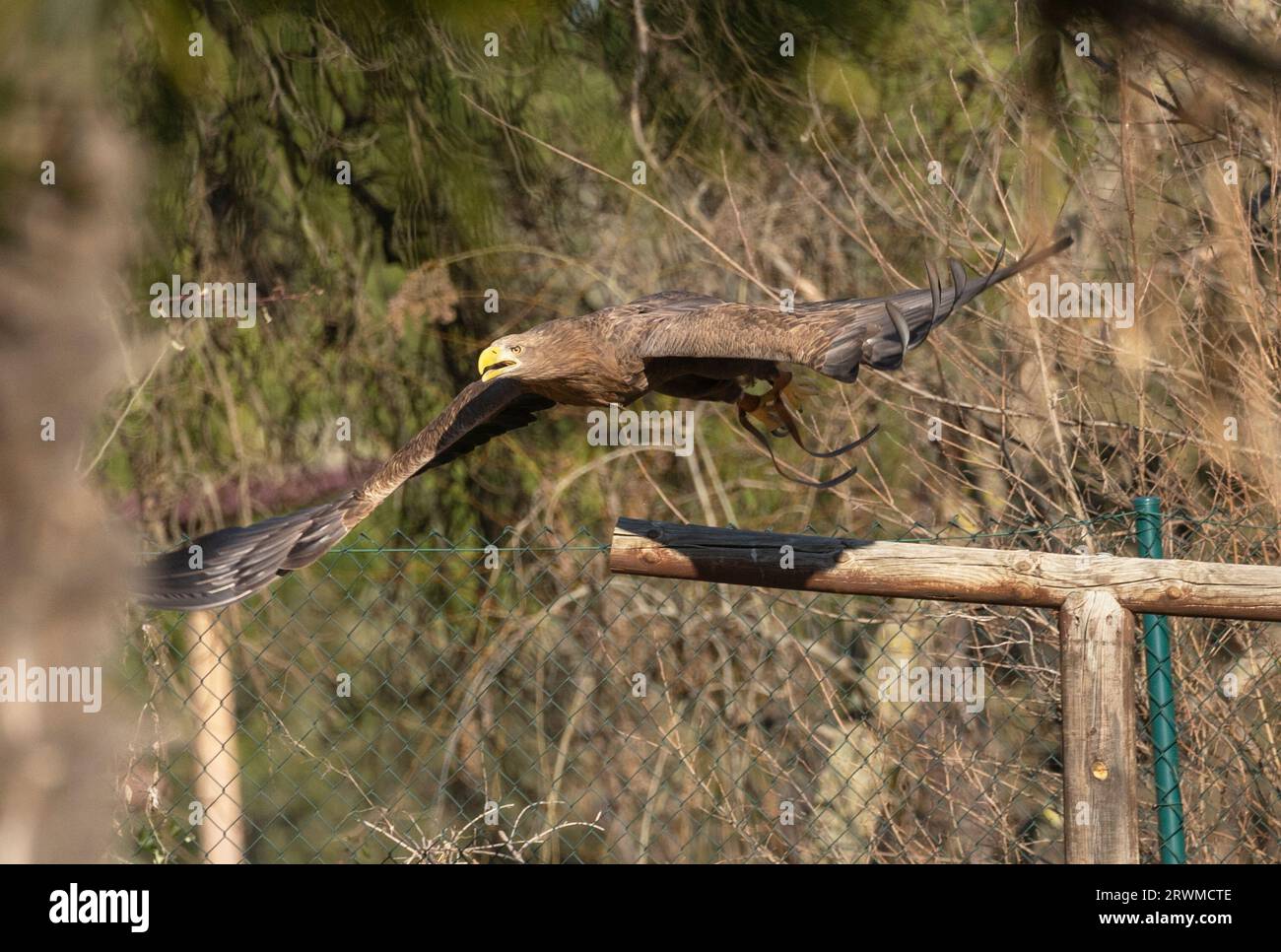 Brown eagle with large talons and long beak jumps flying over a wooden ...