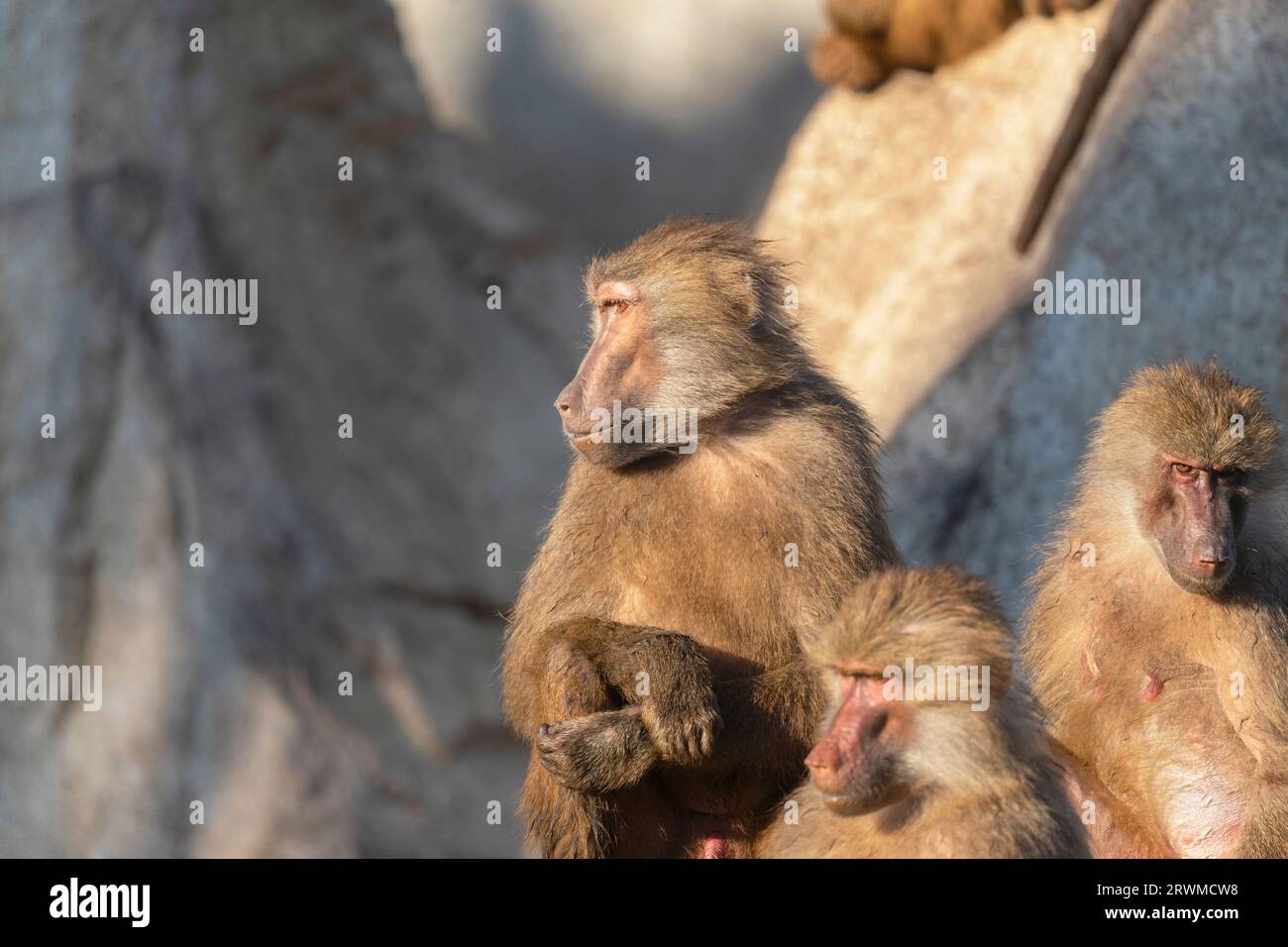 Family of baboons reunited and pensive Stock Photo - Alamy
