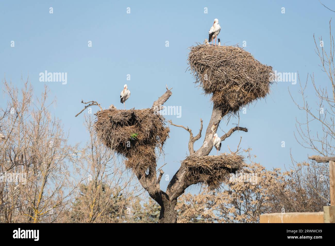 Three storks and three nests coexist in the same tree Stock Photo - Alamy