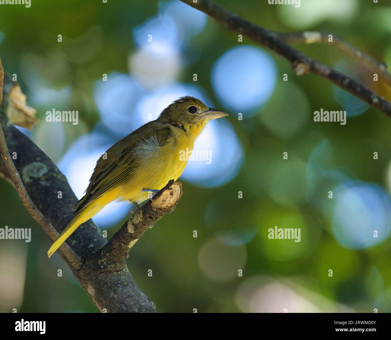 Summer tanager bird perched atop hi-res stock photography and images ...