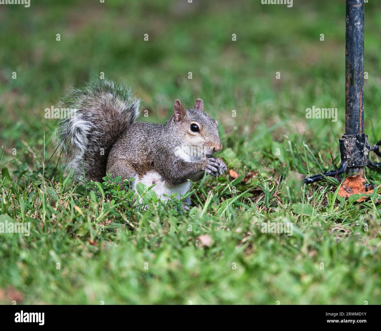 Squirrel in a wild setting hi-res stock photography and images - Alamy