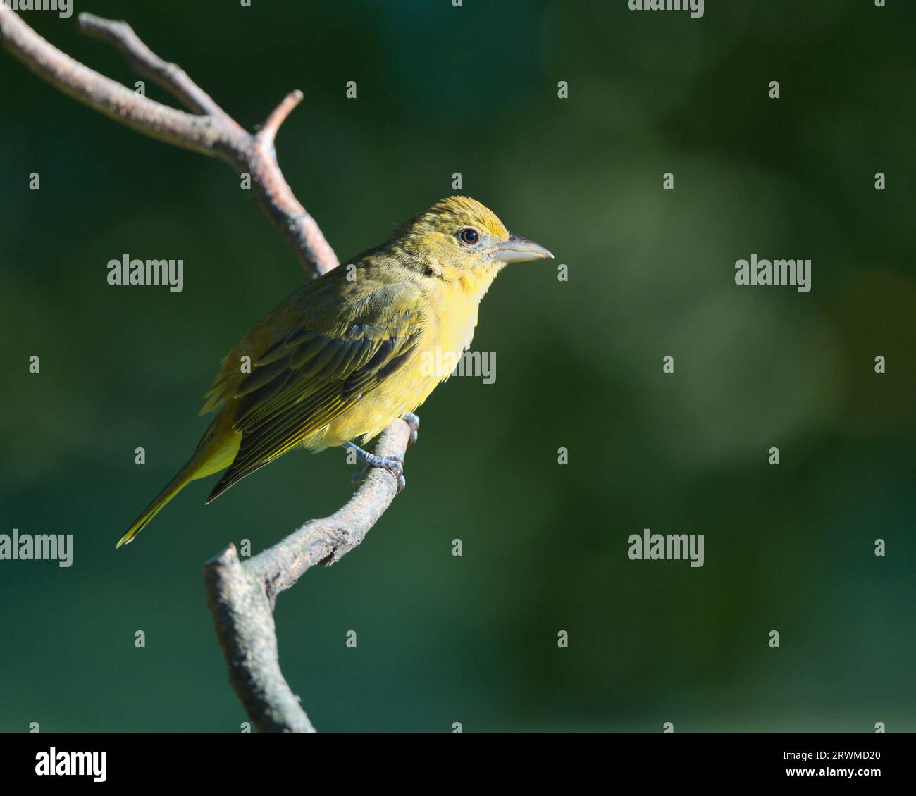 A bright yellow Summer tanager bird perches on a leafy tree branch ...