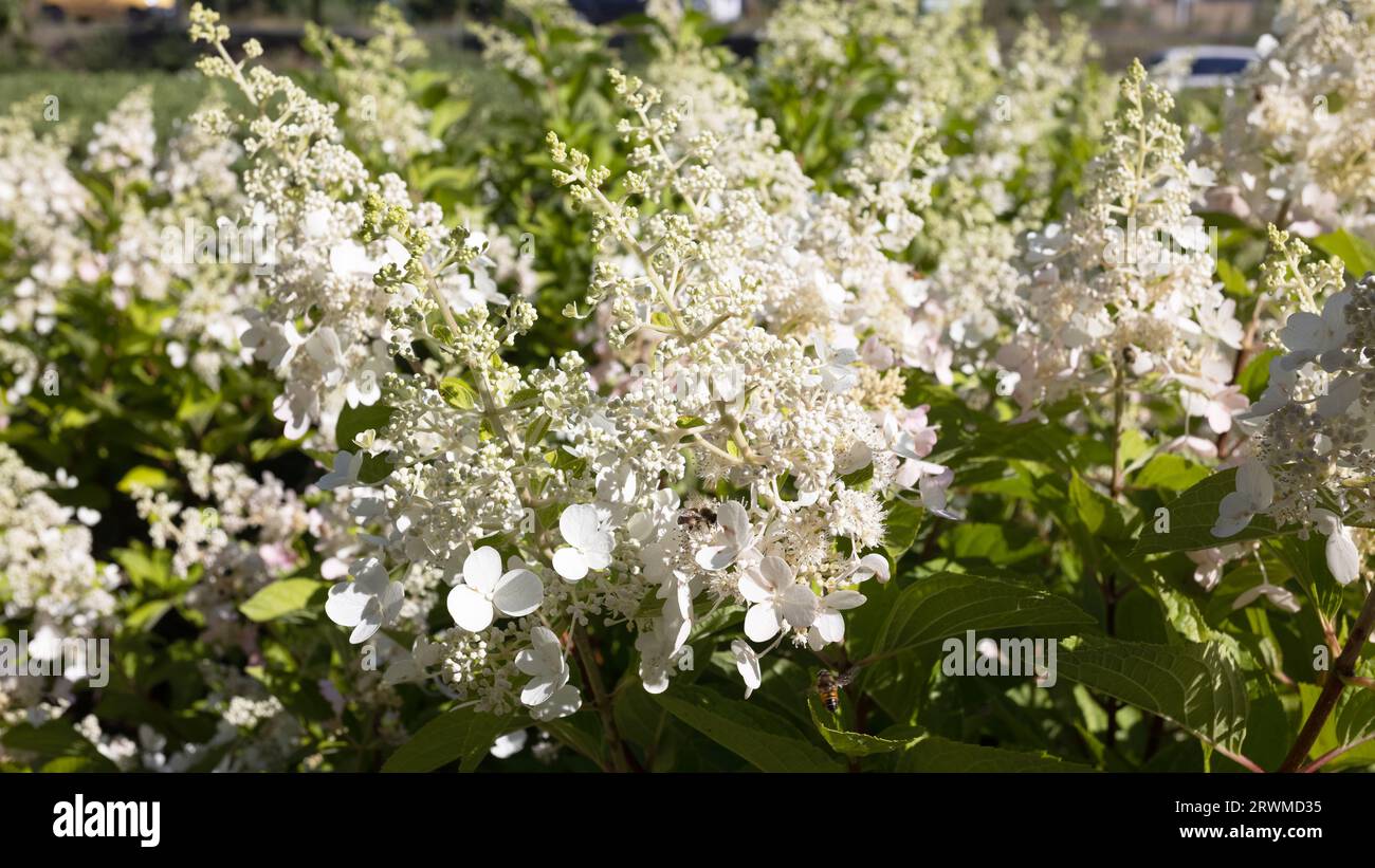 Hydrangea paniculata "Vanille Fraise" in the summer garden bush close ...
