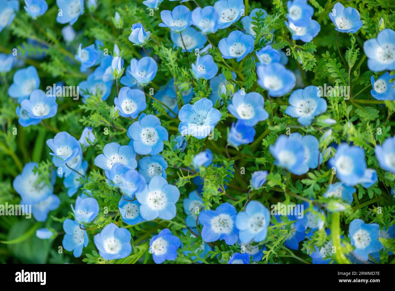 blooming beautiful Nemophila flower or Baby blue eyes. flowerbed ...