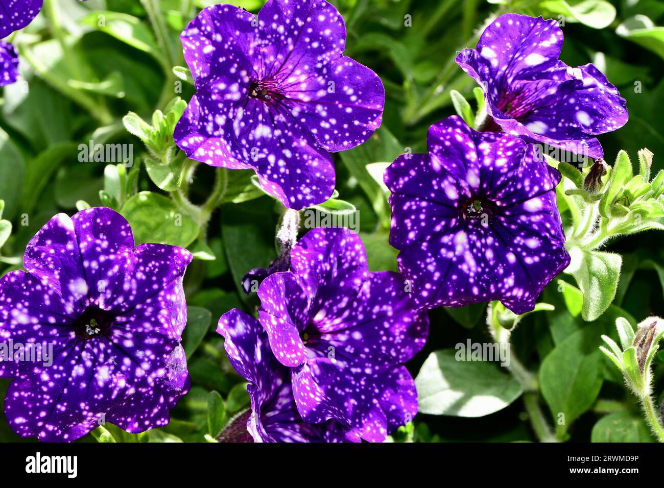 Starry night petunia hi-res stock photography and images - Alamy