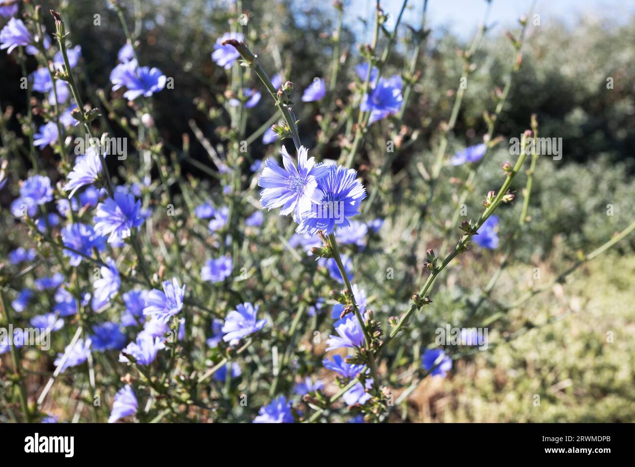 Chicory (Cichorium intybus) blooms in the wild in summer. Blue chicory ...