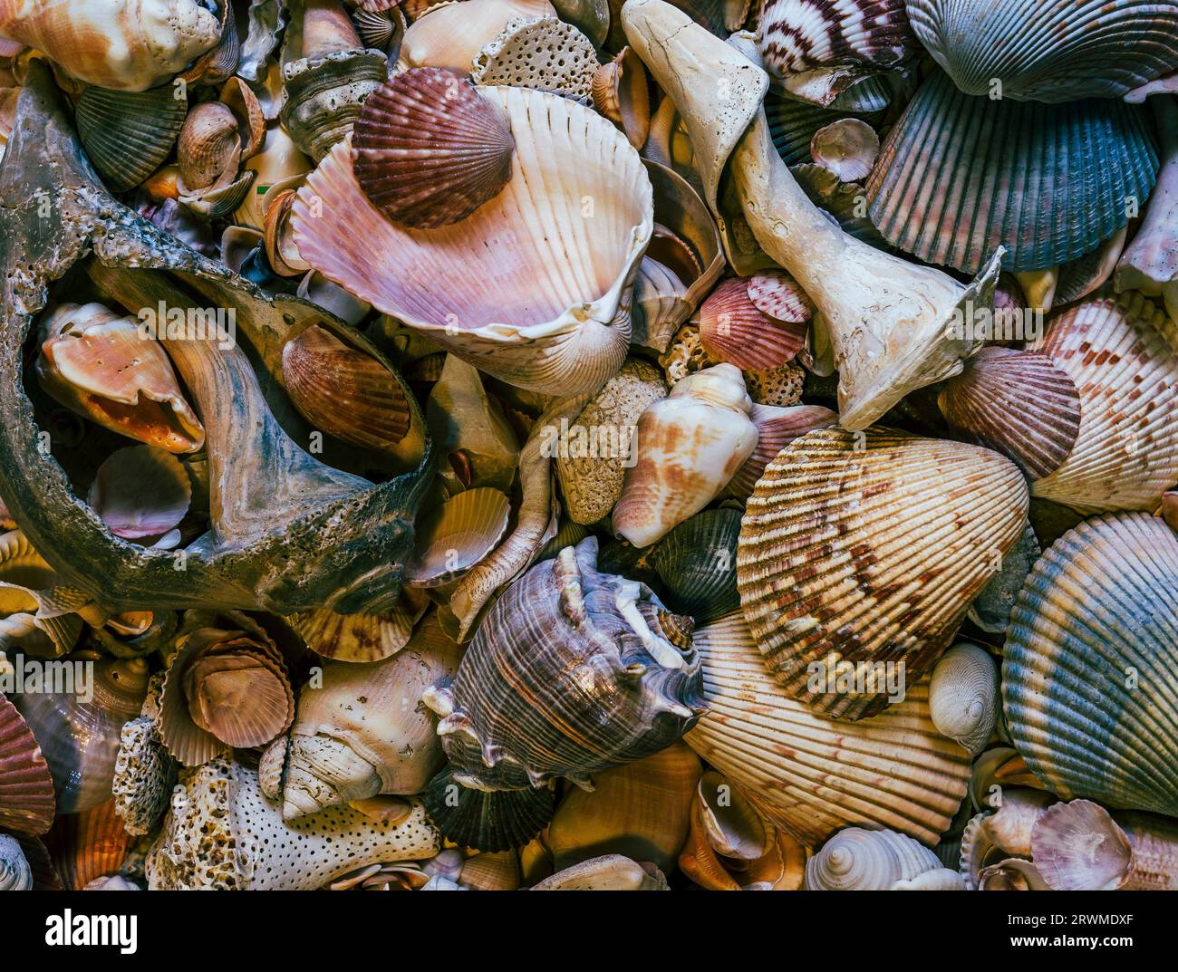 An artistic display of various types of seashells in a pile, featuring ...