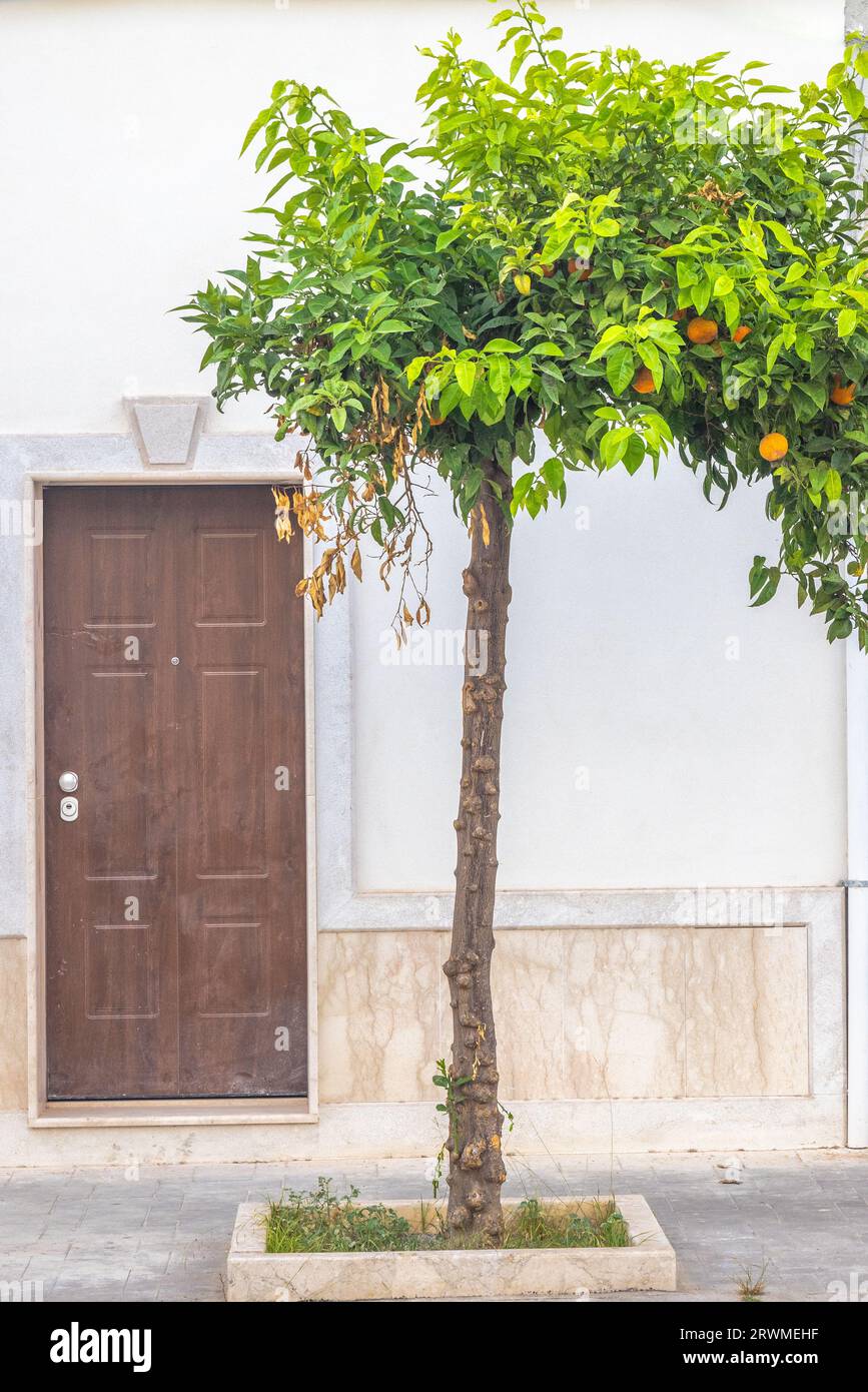 An orange tree with fruits growing on the street in the city. The ...
