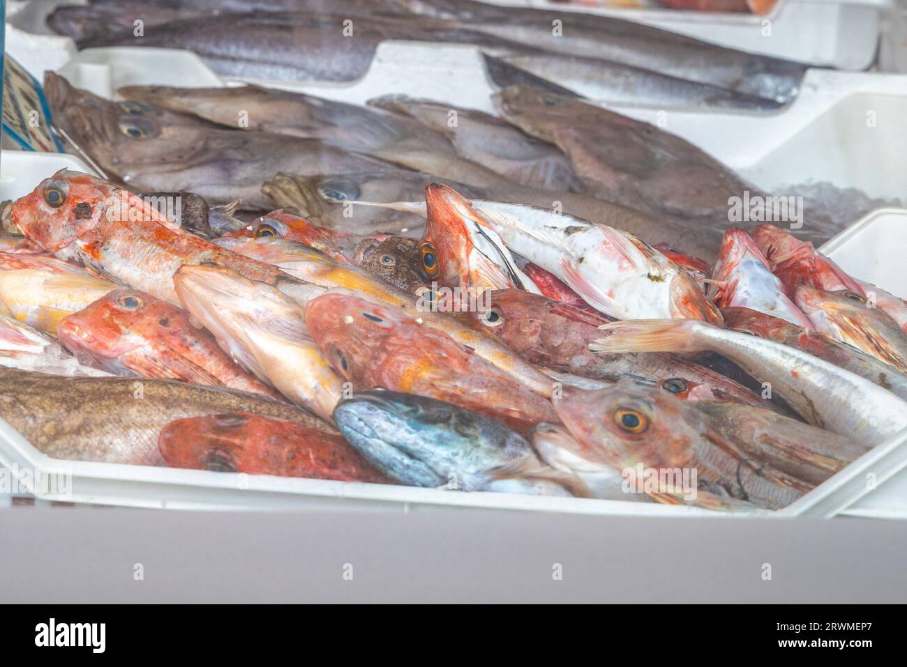 Fish in market at Sicily, Italy, Europe Stock Photo - Alamy