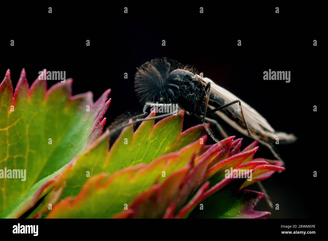 Chironomid mosquitoes hi-res stock photography and images - Alamy