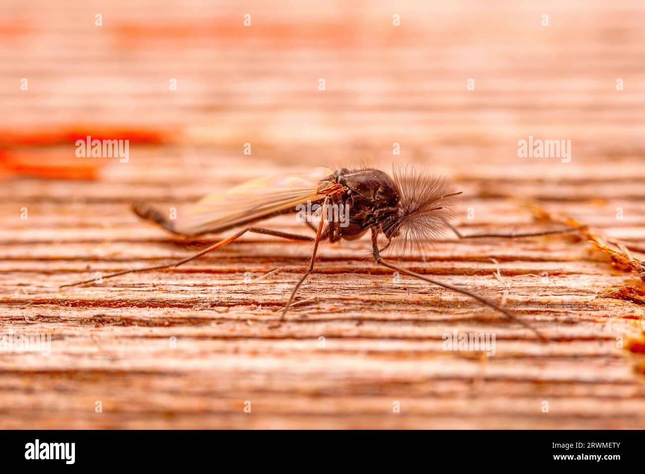 Chironomid mosquitoes hi-res stock photography and images - Alamy
