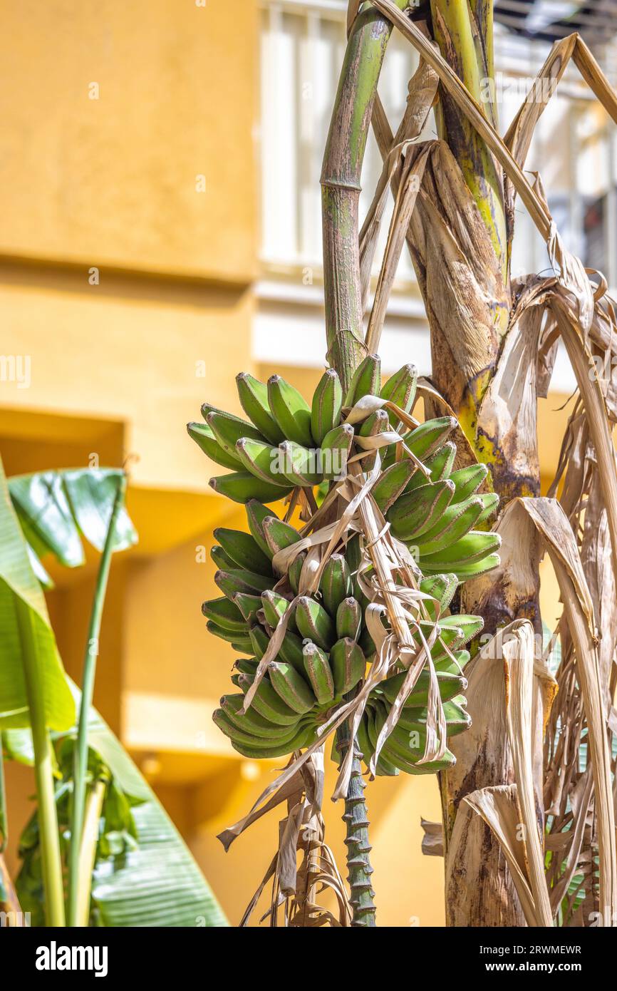 A banana tree with fruits growing in a Marsala city at Sicily, Italy ...
